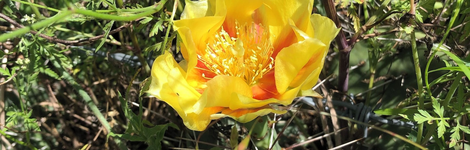 Prickly pear blossoms are a sure sign of spring in north Texas. The cactus is a Texas staple, a symbol of resilience and a delicacy not found in other regions of south. 
#Culture photo contest