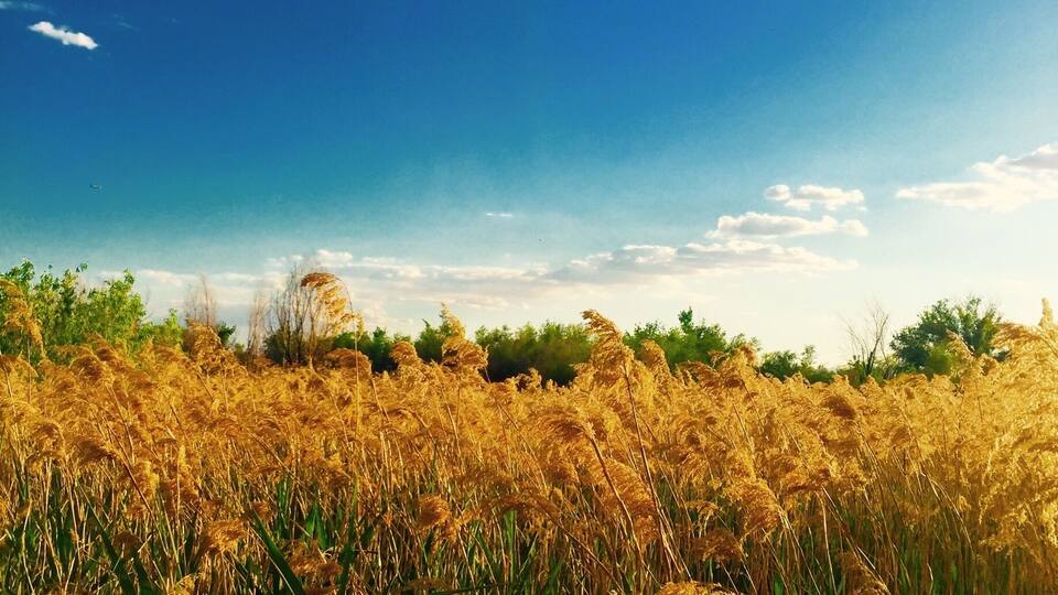 Field of dreams in the city of sin!