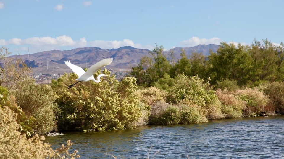 Wetlands park in beautiful #Lasvegas #nevada #birdwatching #outdoors #canon