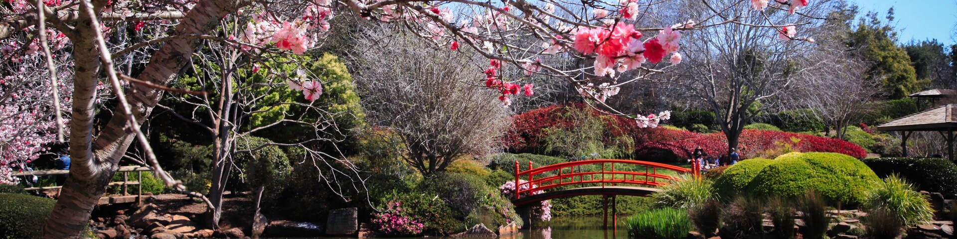 Uma cerejeira em flor, um lago, uma ponte vermelha e um pagode.