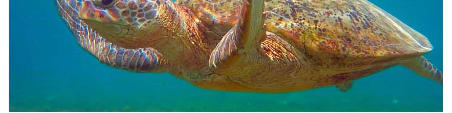 Snorkeling with the Sea Turtle 🐢🐢🐢Pulau Derawan, a tiny palm and sand island off the coast of Indonesian Borneo, is famous for sea turtles.