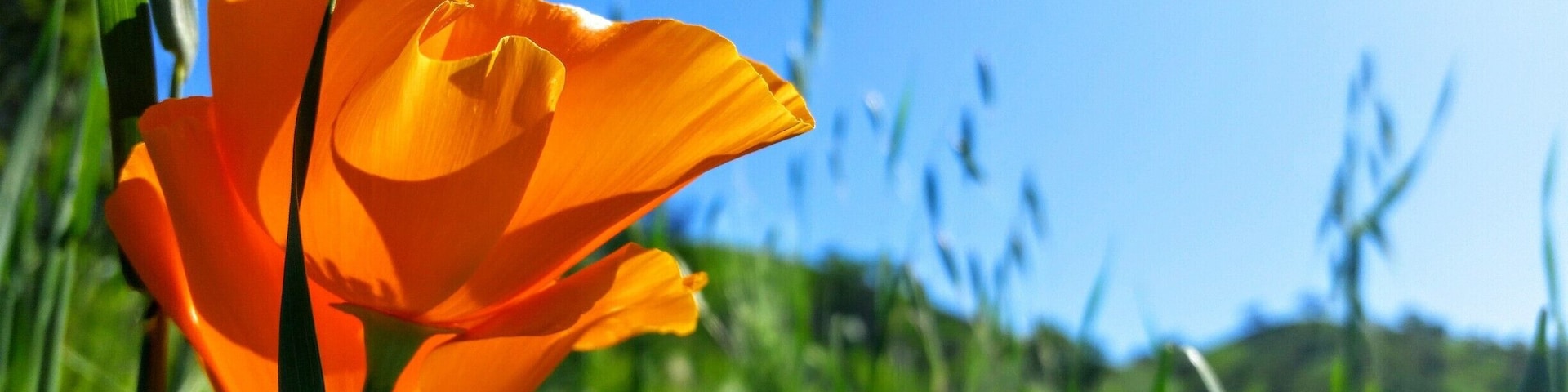 The poppies are springing forth.. there will be covered hillsides in a day or two.
Just outside of Winters Ca. On my way to Berryessa