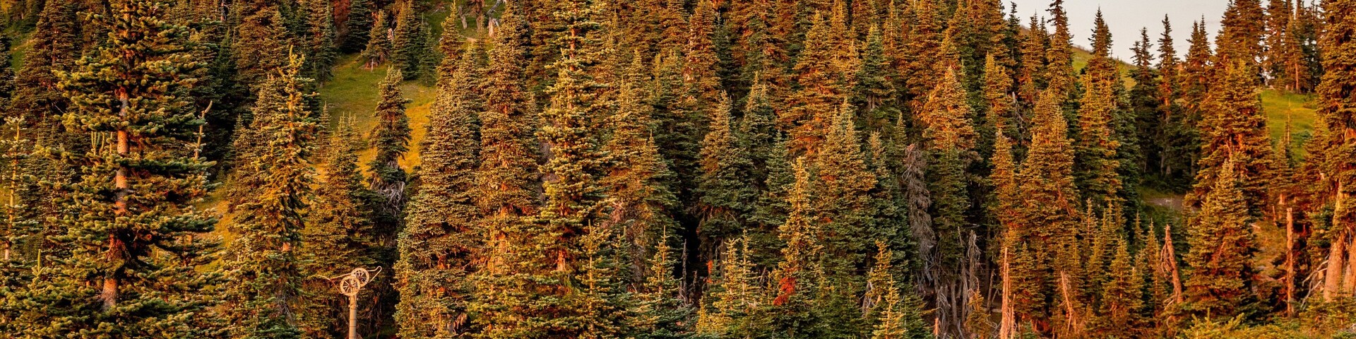 Hurricane Ridge featuring a sunset, tranquil scenes and forest scenes