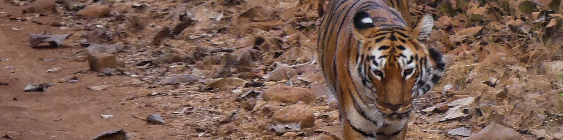 #tadoba #nationalpark