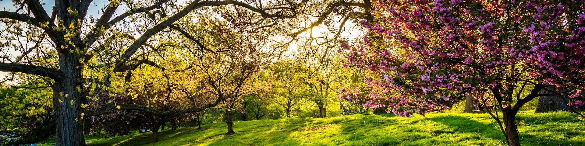 Um parque com diversas árvores, incluindo uma com flores roxas.