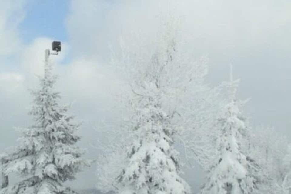 Uma floresta nevada com árvores perenes.