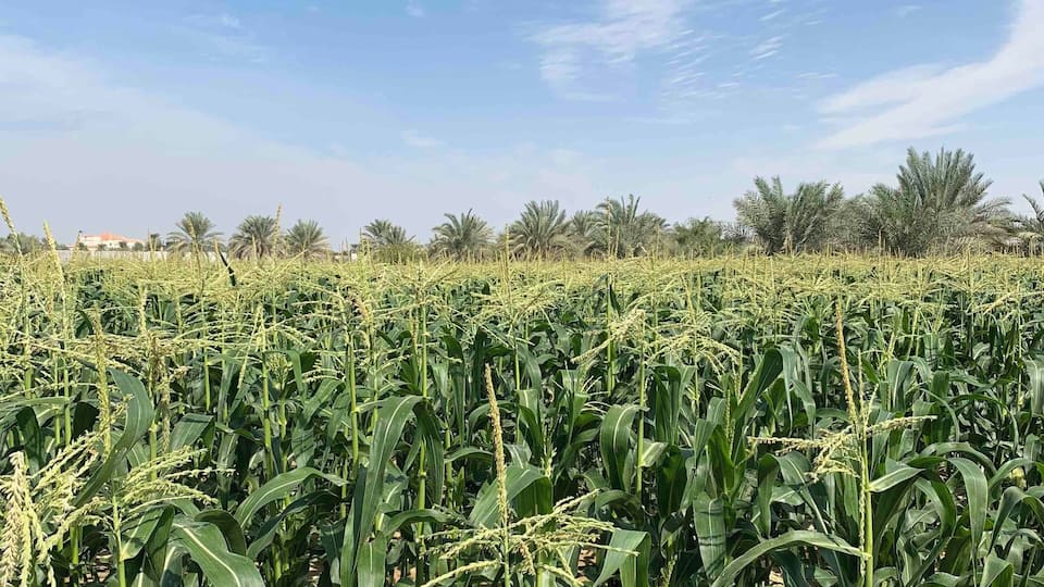 Believe it or not, this is in Abu Dhabi. #CornField
