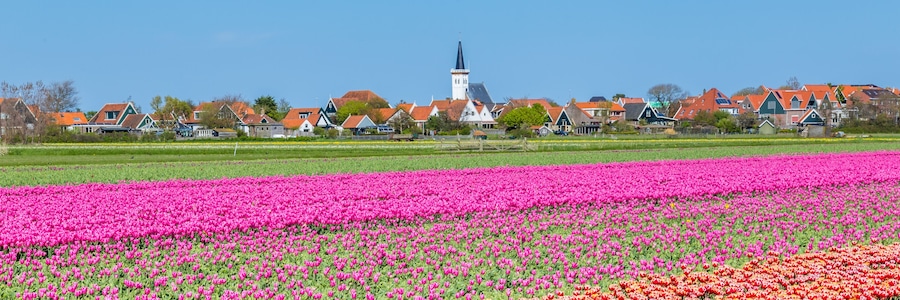 Um campo de tulipas com uma igreja e casas ao fundo.
