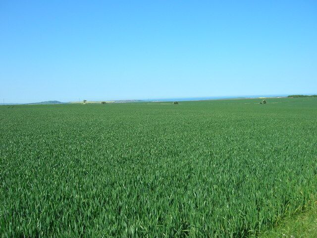 Um extenso campo verde sob um céu azul límpido.