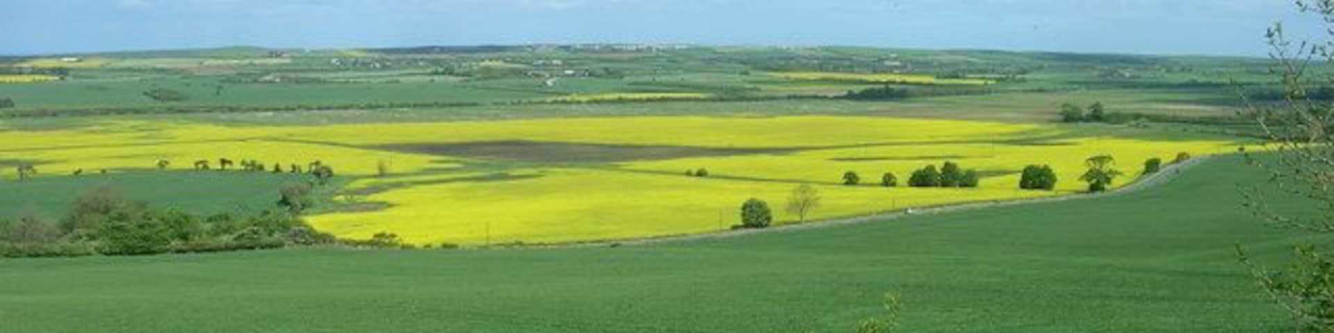 Um vasto campo verde com uma plantação amarela ao longe, sob um céu azul límpido.