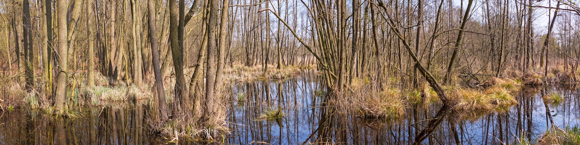 Área pantanosa com árvores altas e um corpo d'água calma refletindo a paisagem ao redor.