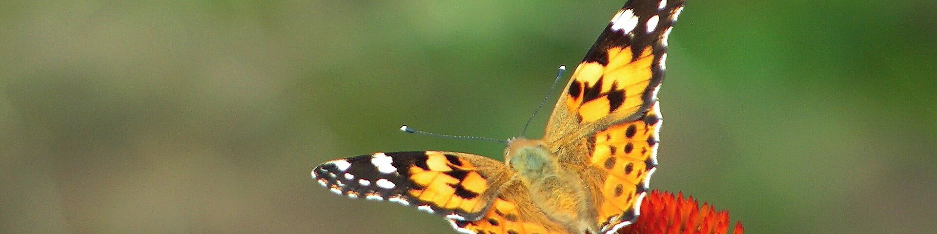 Uma borboleta pousada em uma flor rosa.