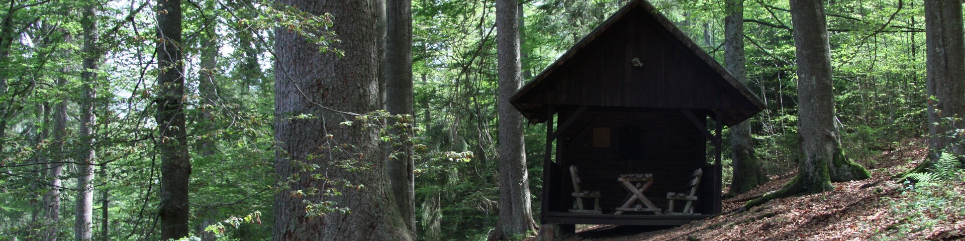 National nature reserve Boubínský prales during NS Boubínský prales trail, Prachatice District, Czech Republic