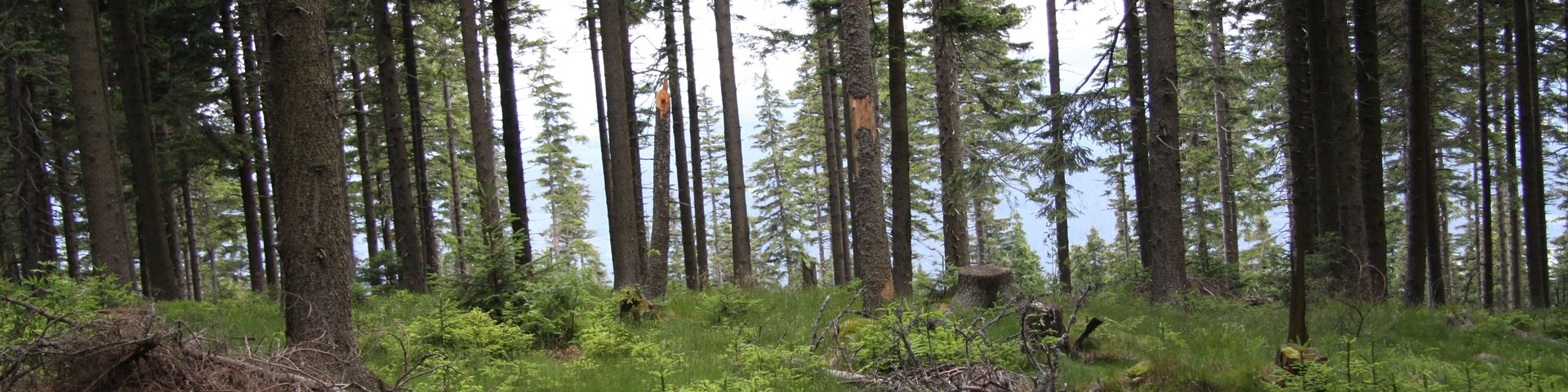National nature reserve Boubínský prales, Prachatice District, Czech Republic