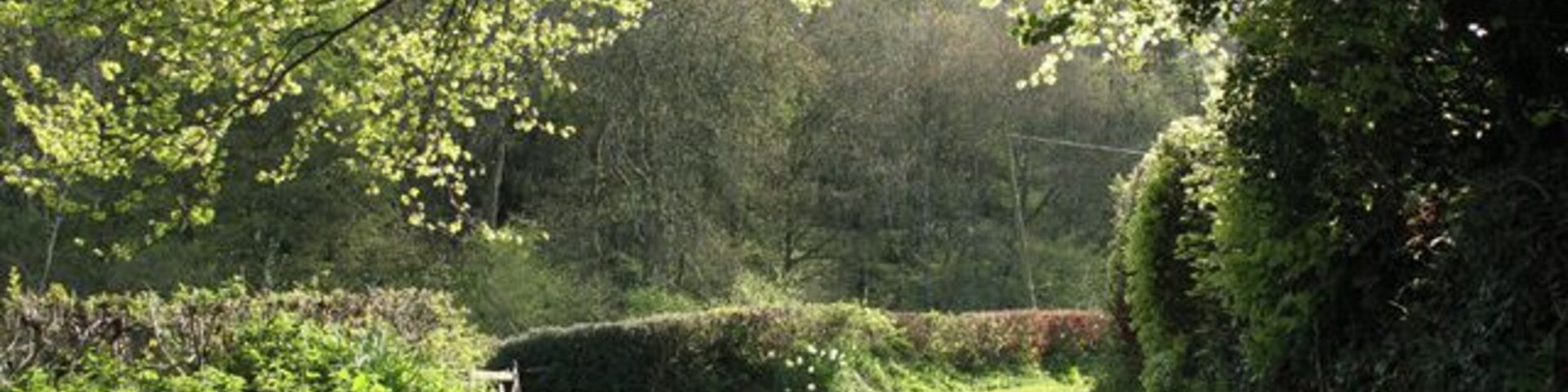 Uma estrada rural estreita cercada por vegetação densa e árvores.
