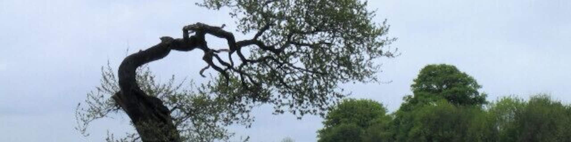 Tree near Chilton Taken from the new bypass. Looks like an old bent woman.