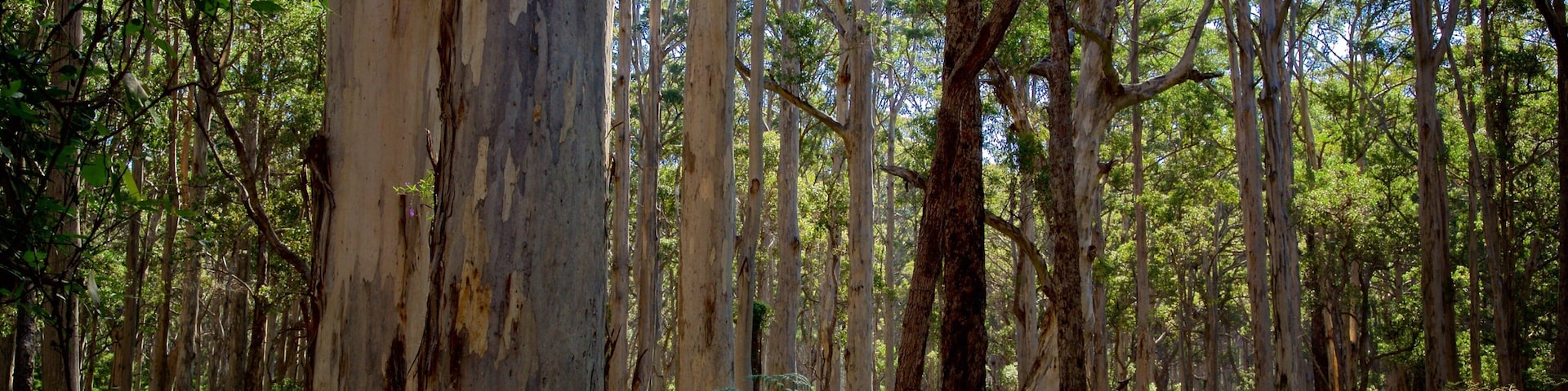 Uma floresta densa de eucaliptos, com árvores altas e samambaias no sub-bosque.