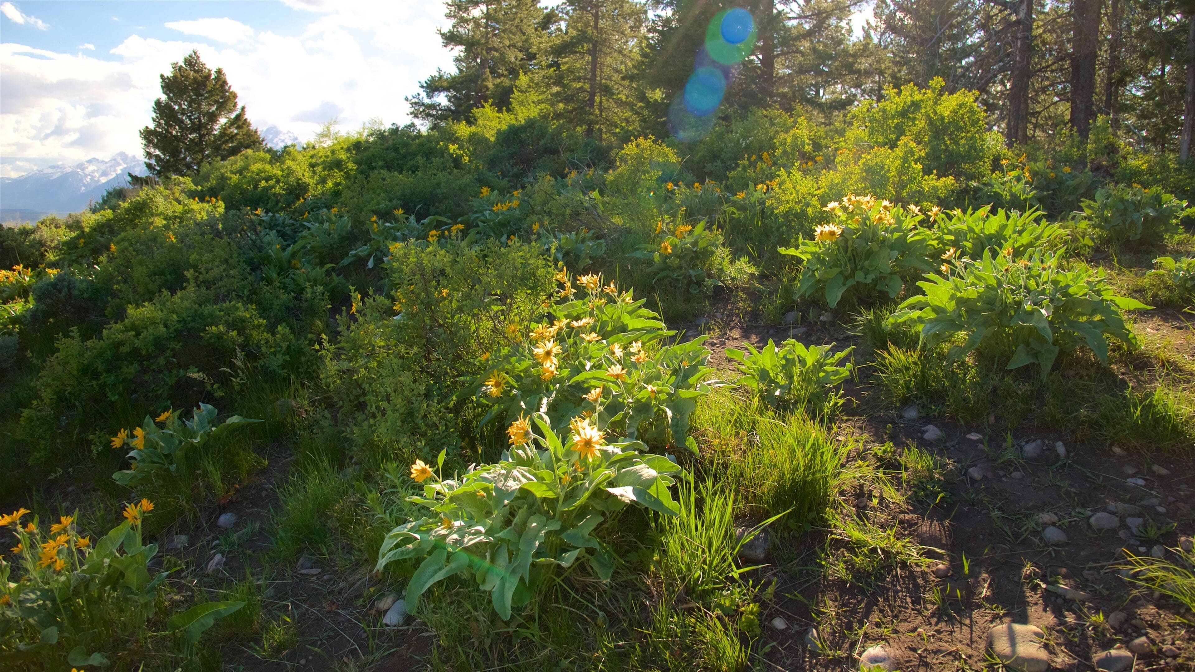 Grand Teton National Park showing a sunset and wildflowers