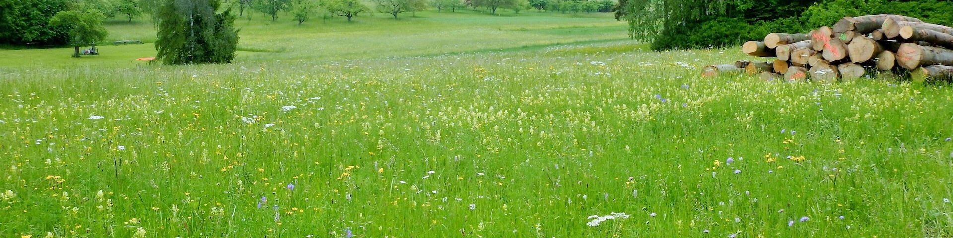 Blumenwiese