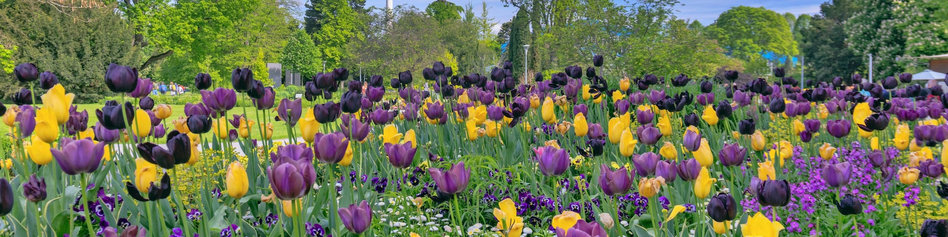 Um campo de tulipas com uma torre ao fundo.