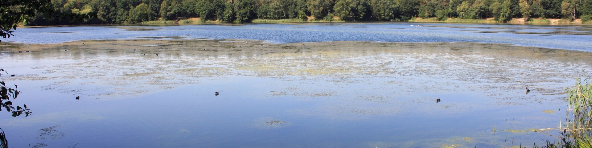Um lago tranquilo rodeado por uma floresta densa e algumas áreas gramadas.