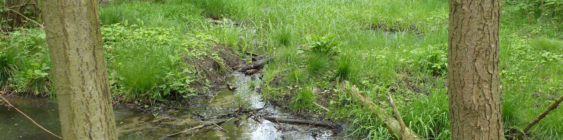 Sumpfgebiet Ahrenriede im Querumer Forst