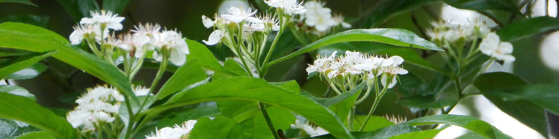 Blühender Baum im Thorner Park in Göttingen, Südniedersachsen