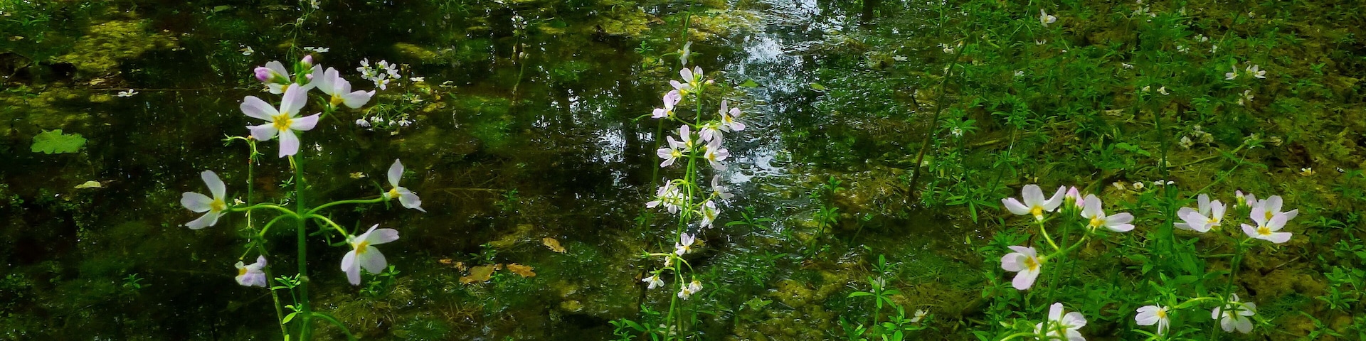 In den Kleingewässern, die aus den alten Mergel-Handstichen entstanden sind, gedeiht u.a. die Wasserfeder (Hottonia palustris).