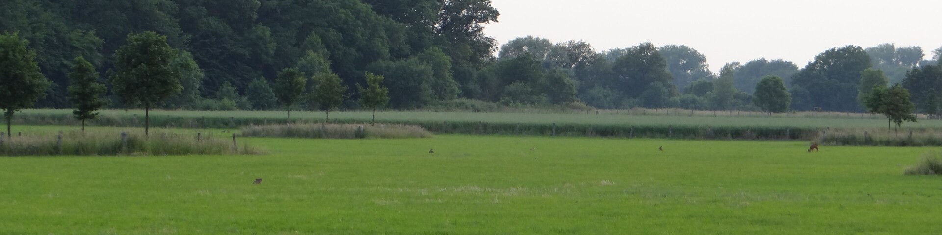Naturschutzgebiet "Latumer Bruch" zwischen Krefeld-Linn und Meerbusch-Lank-Latum