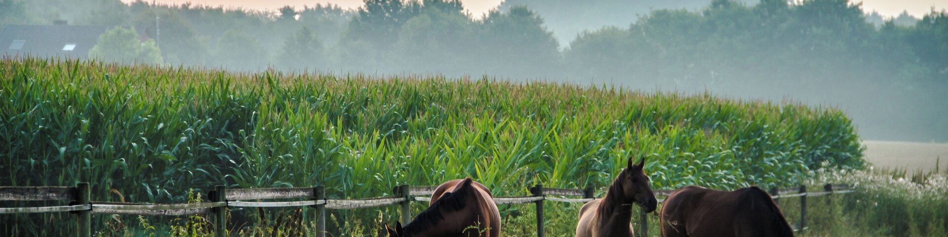 Meadow with horses in the Bauerschaft Leuste at sunrise, Dülmen, North Rhine-Westphalia, Germany