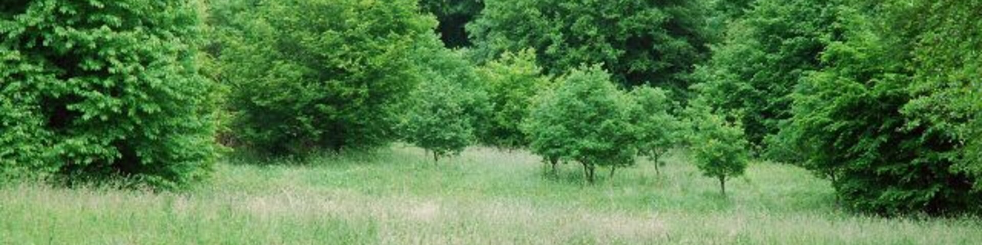 Um campo gramado com árvores esparsas e uma floresta densa ao fundo.