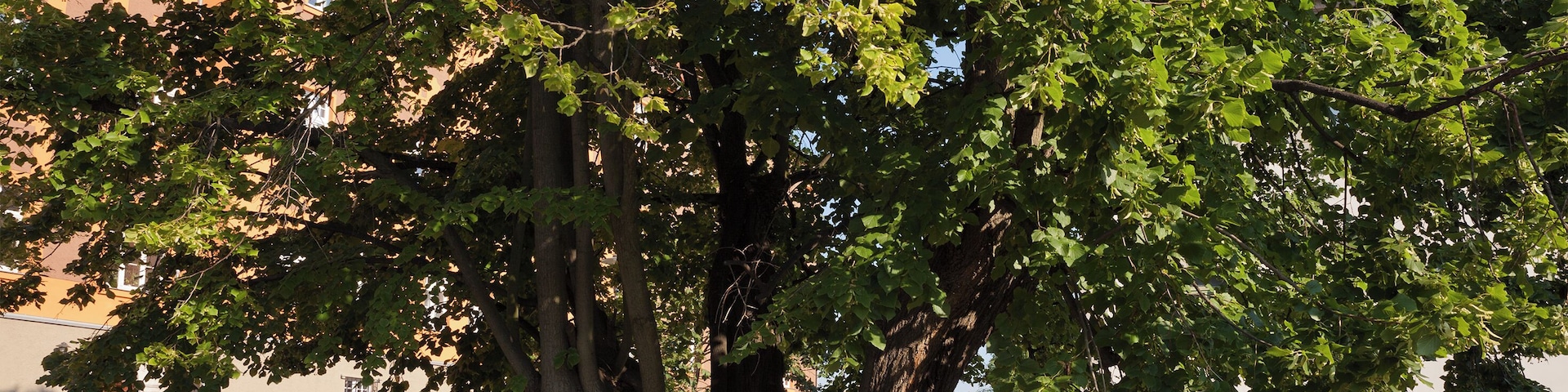 Torstensson-Linde (also: Torstenson-Linde, Hospital-Linde or Spital-Linde): very old lime-tree in Freiberg, Saxony