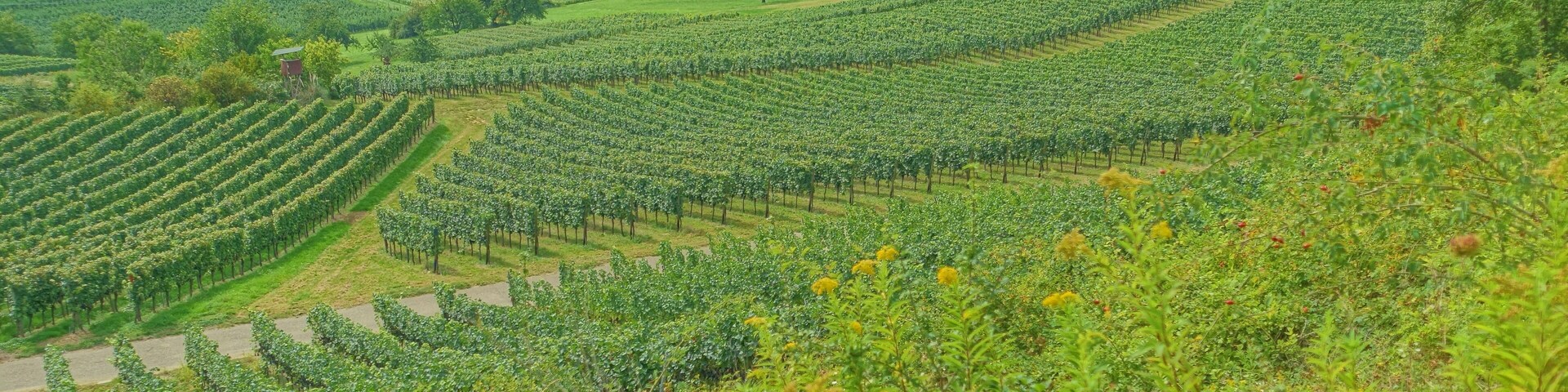 Lebensraum zahlreicher stark gefährdeter Pflanzen und Tiere im Markgräfler Hügelland.