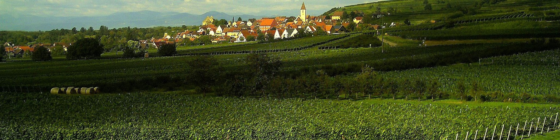 Burkheim am Rhein (mit Naturschutzgebiet Taubergiessen), von Bischoffingen gesehen