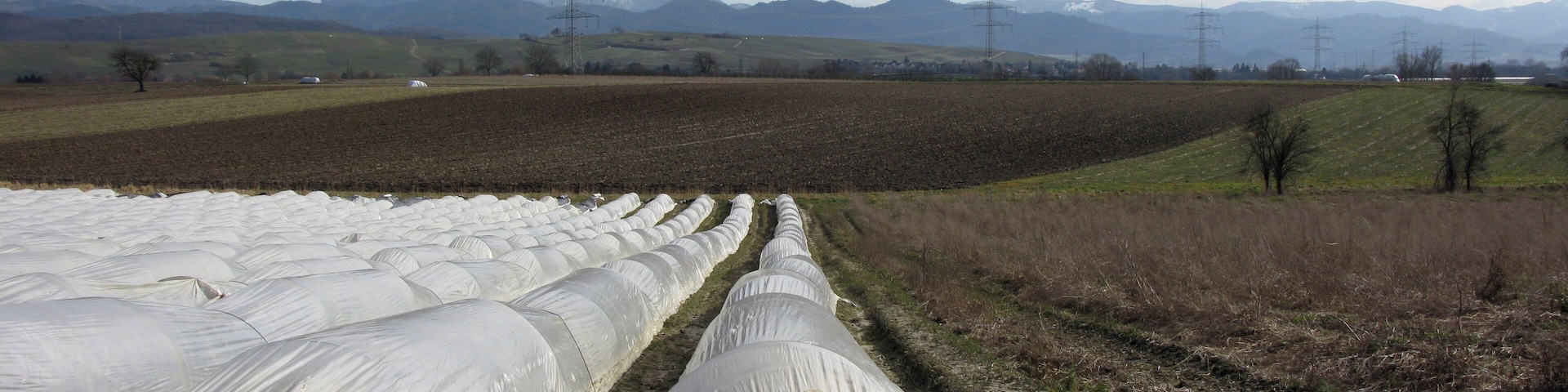 Spargelfeld bei Schallstadt-Mengen mit Blick zum Belchen