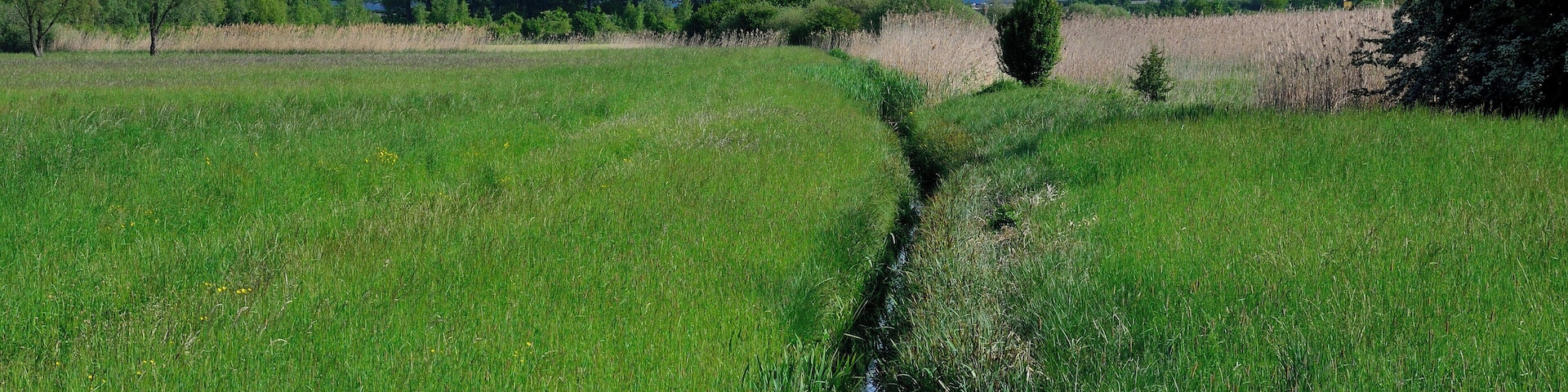 Wassergraben mit Schilf im Naturschutzgebiet Hochholz-Kapellenbruch