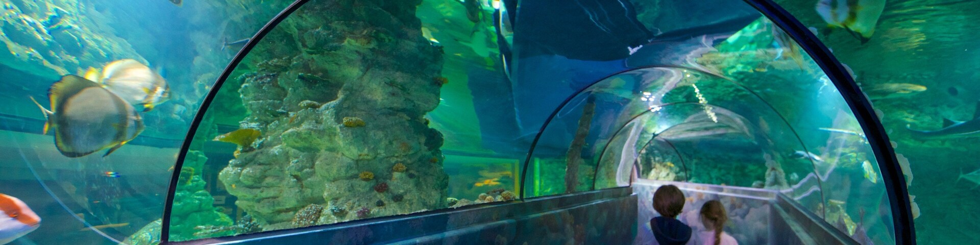 Aquatopia caracterizando vida marinha e vistas internas