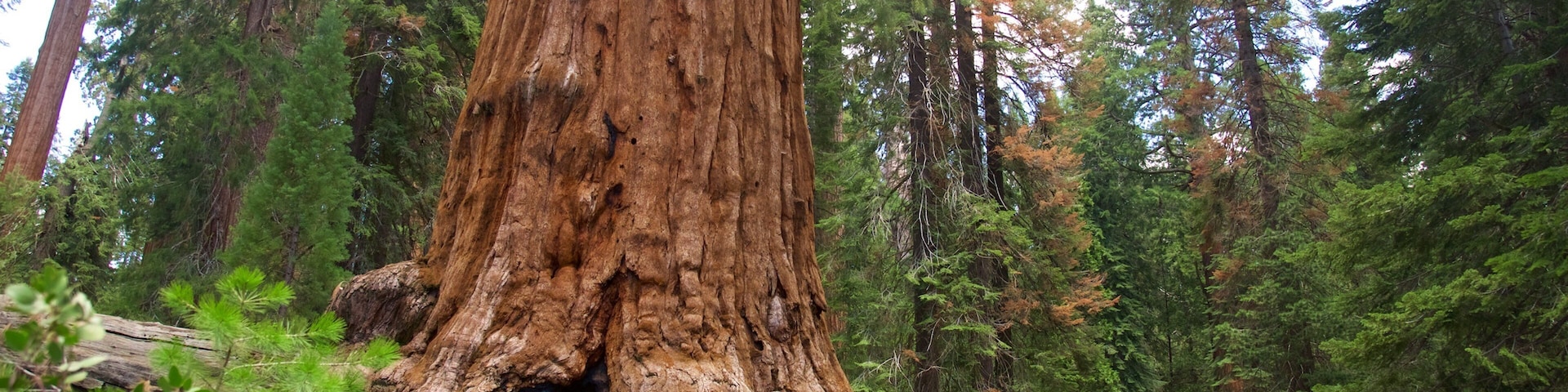 Uma grande sequoia com um buraco na base, rodeada por uma floresta.