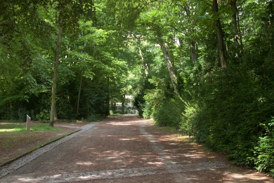 Um caminho pavimentado serpenteia por uma floresta densa, com árvores altas e uma área gramada à esquerda.