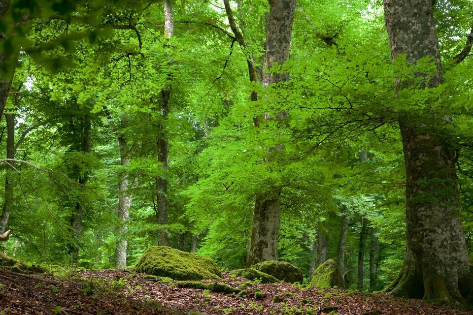 Uma floresta densa com árvores altas, pedras cobertas de musgo e o chão coberto de folhas caídas.