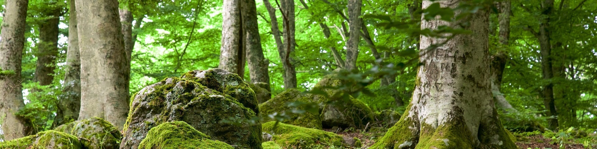 Uma floresta com rochas cobertas de musgo e folhagem verde densa.