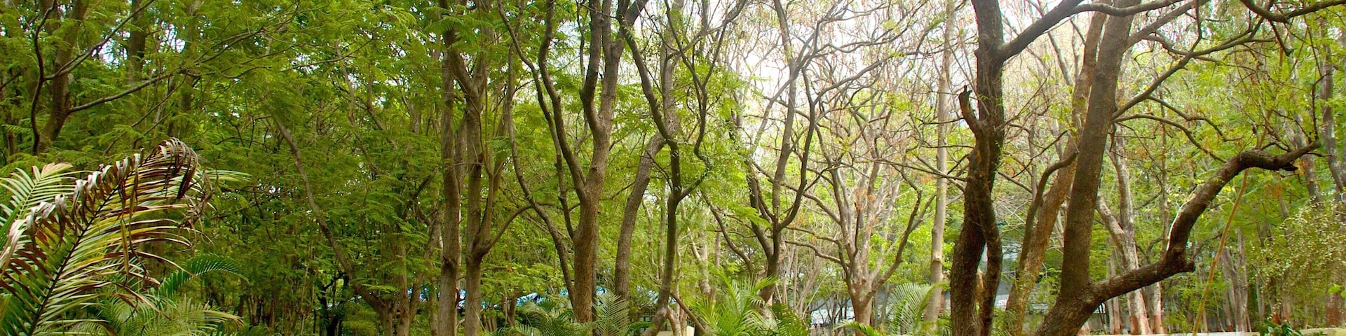 Puna caracterizando um jardim