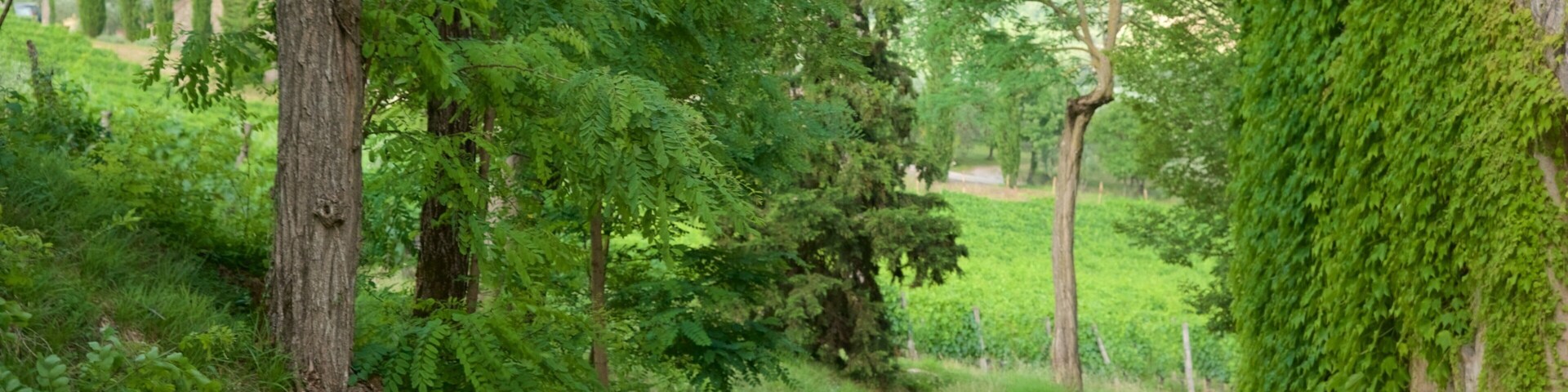 Castellina in Chianti mostrando um jardim
