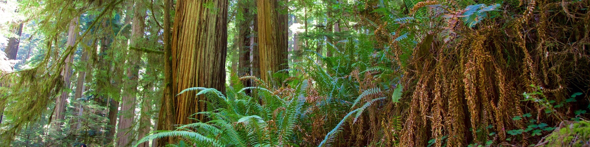 Uma floresta com árvores altas, samambaias e uma trilha de terra.