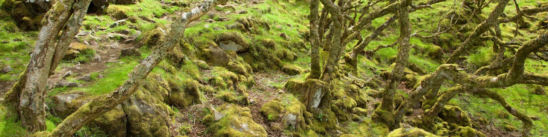 Uma floresta coberta de musgo com terreno acidentado e pedras espalhadas.