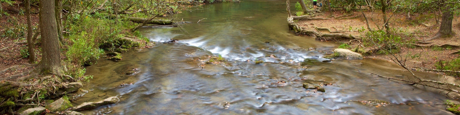Great Smoky Mountains National Park caracterizando cenas de floresta e um rio ou córrego