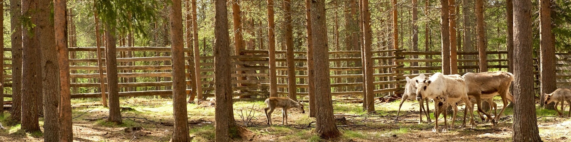 Luosto featuring cuddly or friendly animals, tranquil scenes and farmland