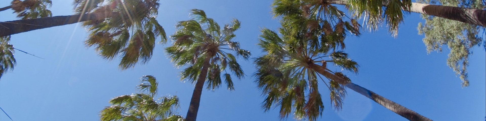 Alice Springs que inclui cenas tropicais