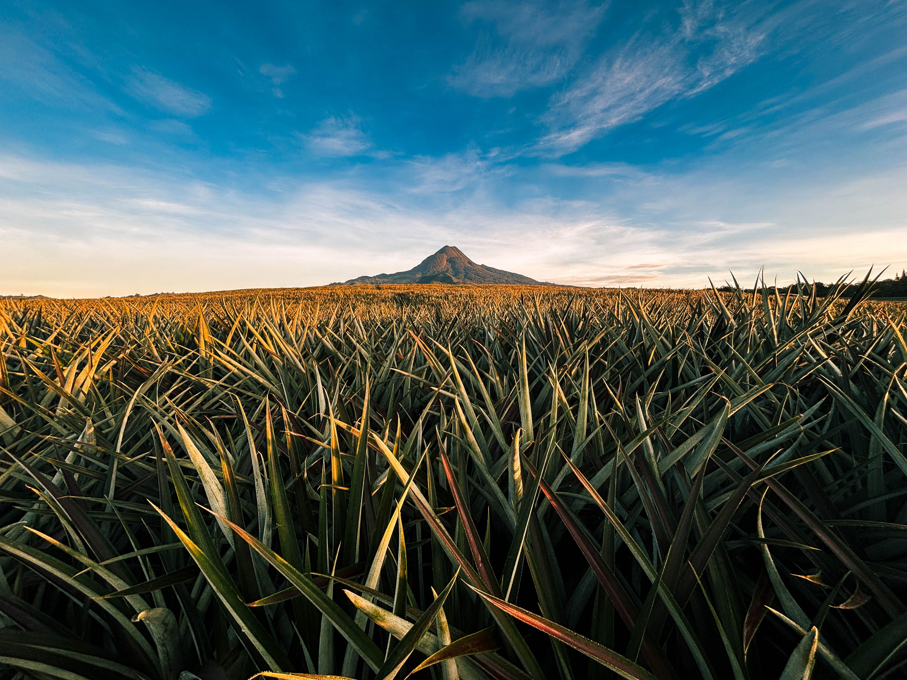 Um campo de plantas de agave com uma montanha ao fundo.