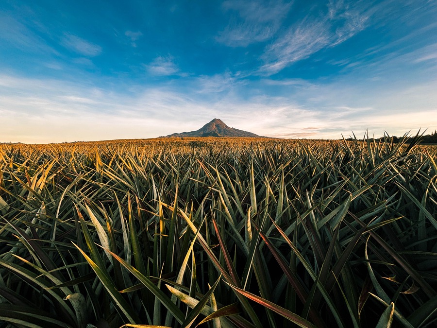 Um campo de plantas de agave com uma montanha ao fundo.